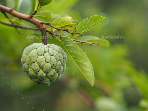 fruit custard apple tree, sugar apple, sweetsop, or anon, Annona squamosa plants Annona squamosa ...